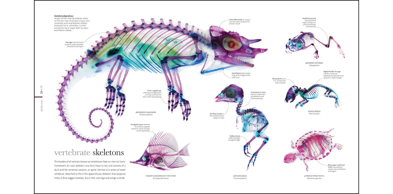 DK Canada's "Zoology" May Be My Perfect Book | RHP